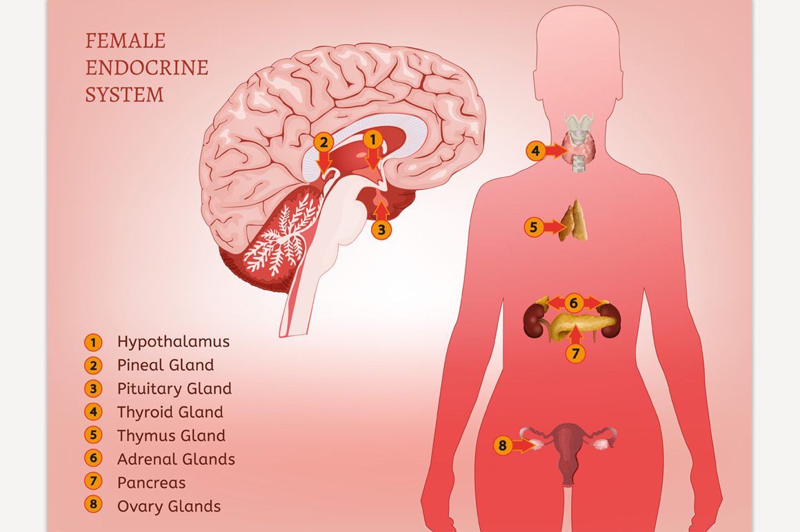 Female Endocrine System, an Education Illustration by Anna's Shop