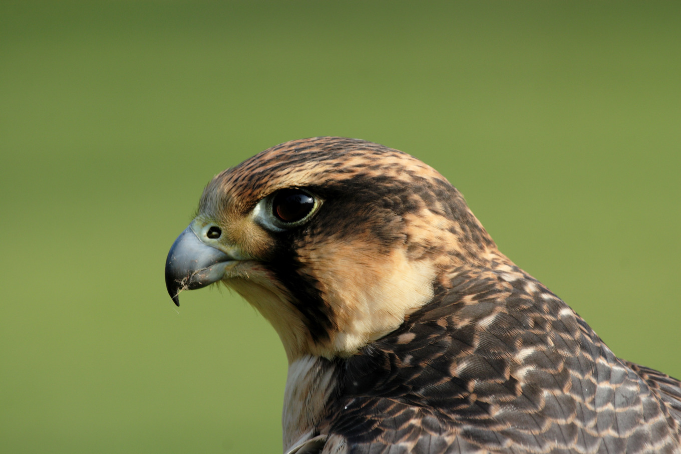 Peregrine falcon containing falco peregrinus, portrait, and eye, an ...
