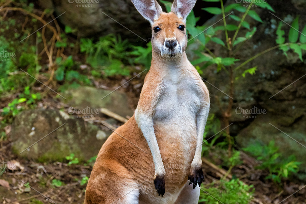 Red kangaroo stock picture, an Animal Photo by mikenoki