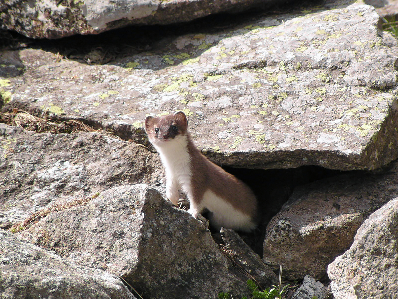 Ermine featuring animal, brown, and dwarf, an Animal Photo by Antonio-S