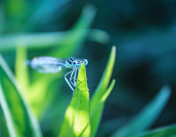 Dragonfly close up on a field, an Animal Photo by Futurel