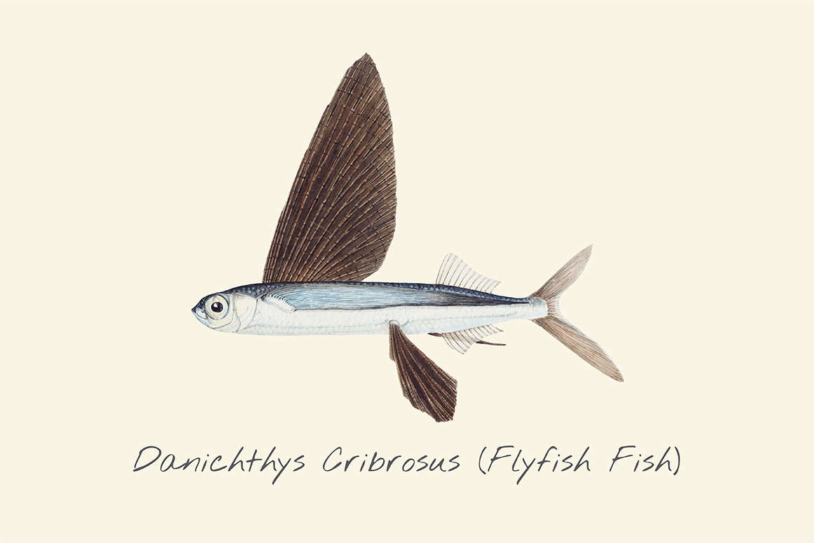 Drawing of a Flyfish, an Animal Illustration by rawpixel