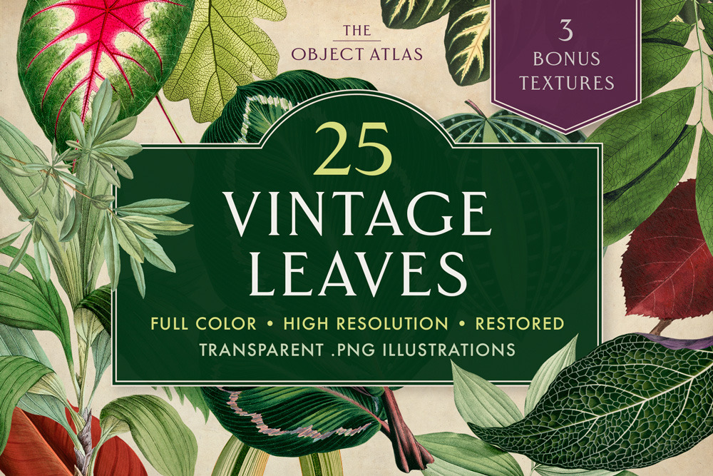 25 Vintage Leaves, an Object Graphic by The Object Atlas