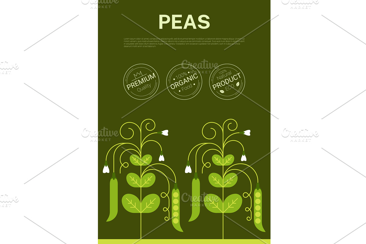 Green pea cover poster, a Food Illustration by Vector Tradition