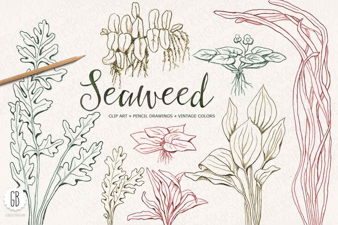 Seaweeds, hand drawn, vintage, an Illustration by GrafikBoutique