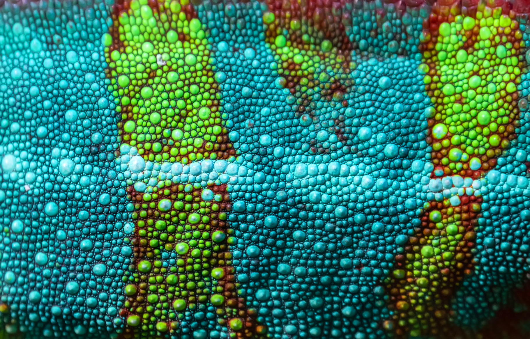 Close-up of the skin of a Panther Ch, an Animal Photo by Byrdyak