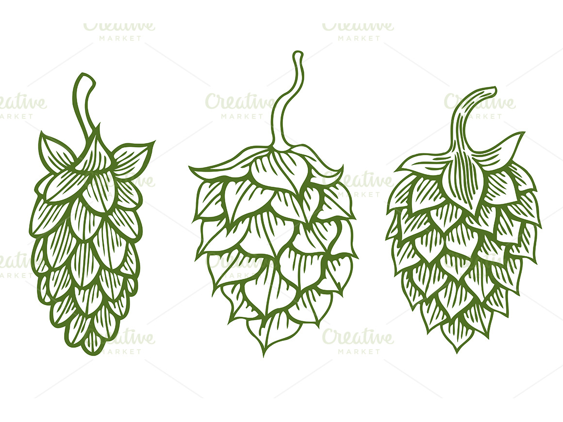 Set of Hops vector icon or logo, a Background Graphic by ...