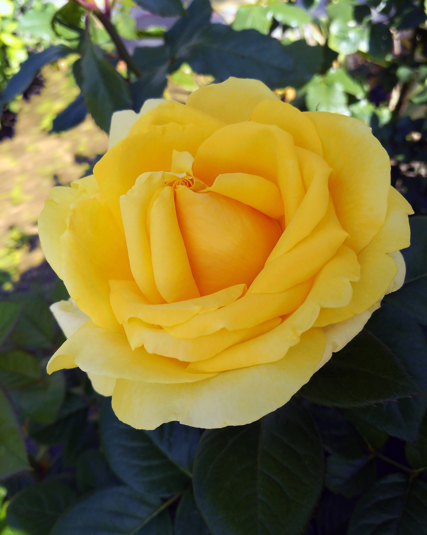 Rose named michelangelo stock photo containing rose and michelangelo, a ...