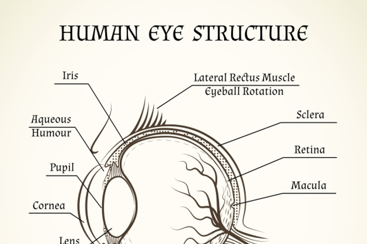 Vector structure of the human eye, a Graphic by Microvector