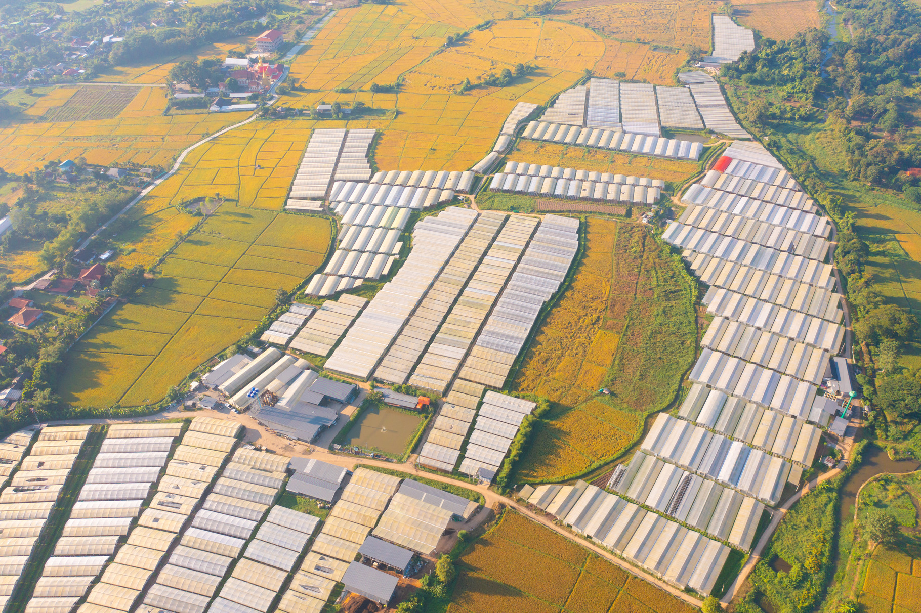 Aerial top view of roof of garden plant industry farm in agricul, a ...