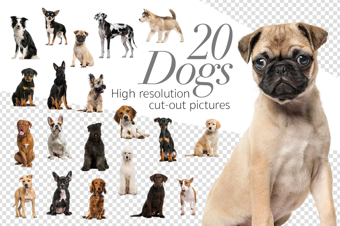 20 Dogs - Cut-out High Res Pictures, an Object Graphic by Life on White