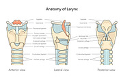 Human Larynx Anatomy structure, a Healthcare Illustration by AlexArt