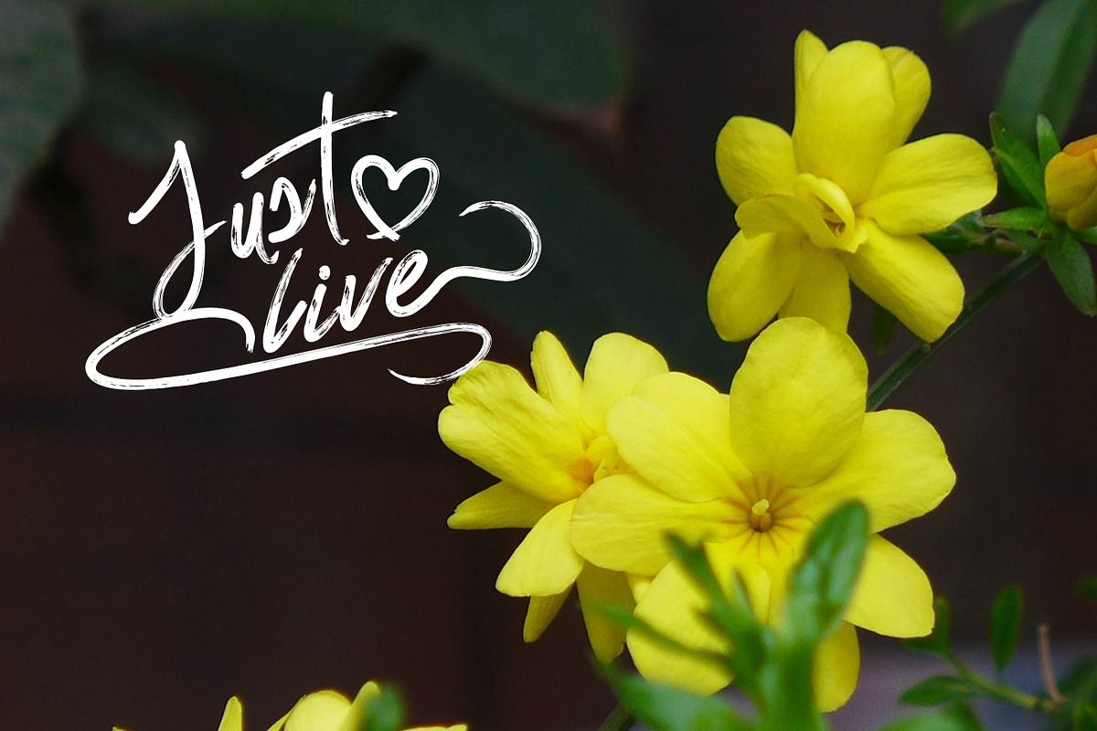 Jasmine Script Font, a Script Font by alphadesign | Creative Market