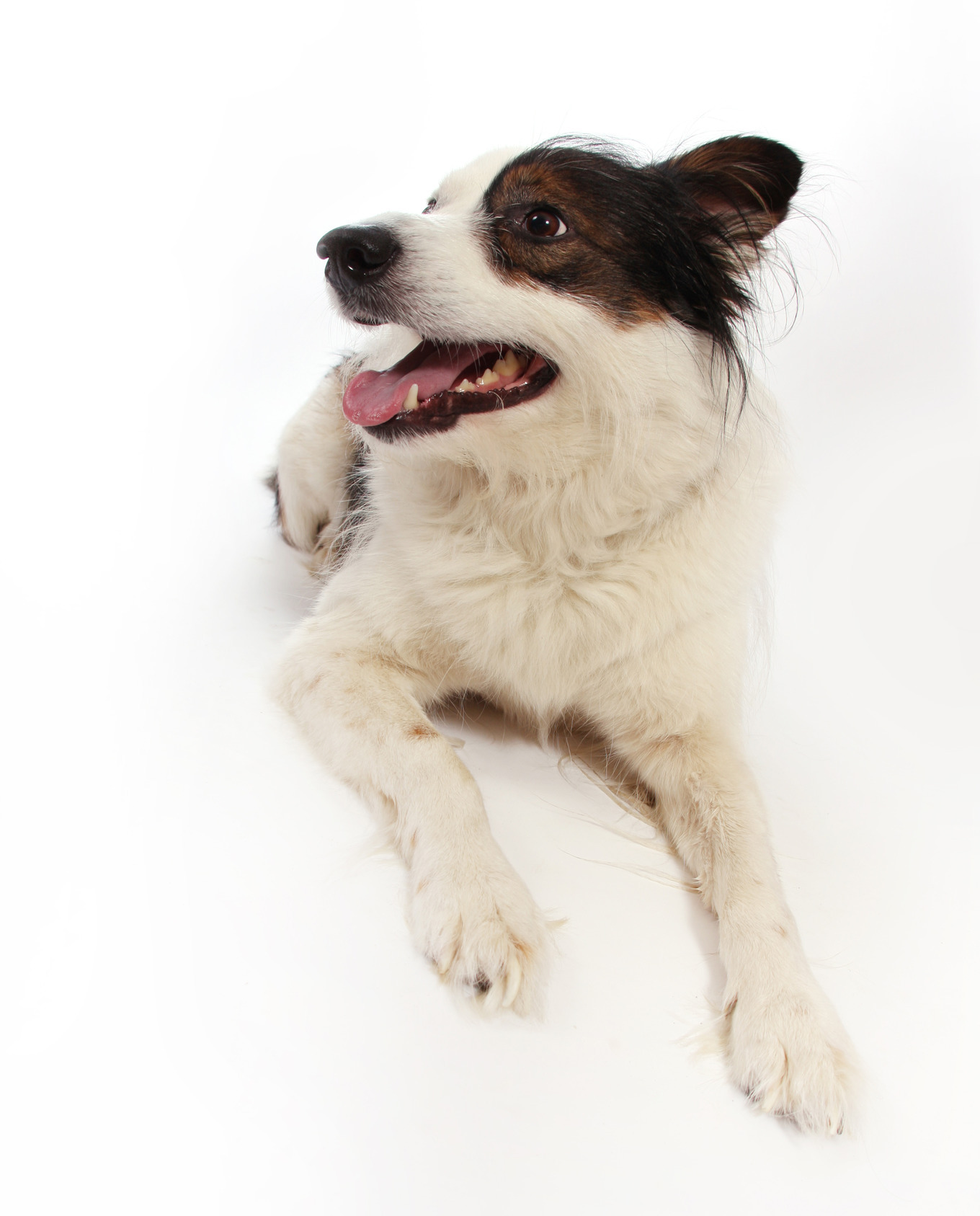 Mongrel dog on white containing dog, animal, and mongrel, an Animal ...