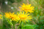 Medicinal plant Elecampane flower | Nature Stock Photos ~ Creative Market