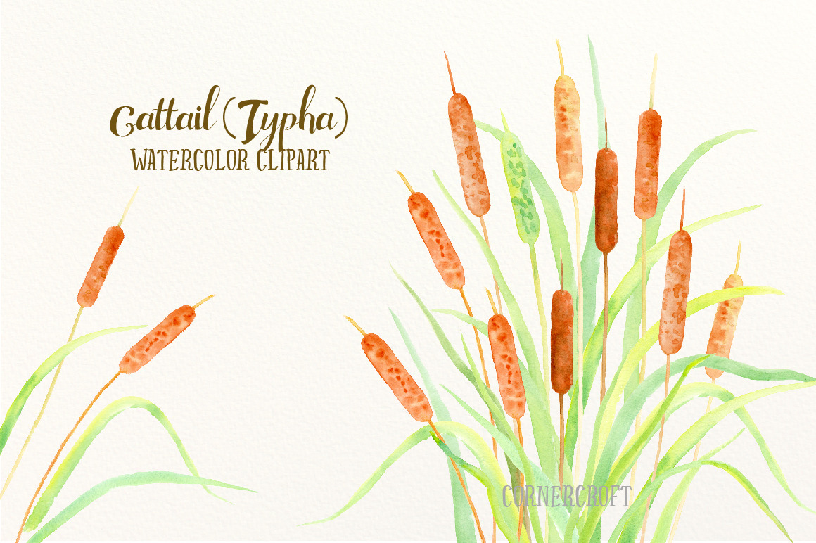 Watercolor Clip Art Cattail Bulrush, an Illustration by Corner Croft