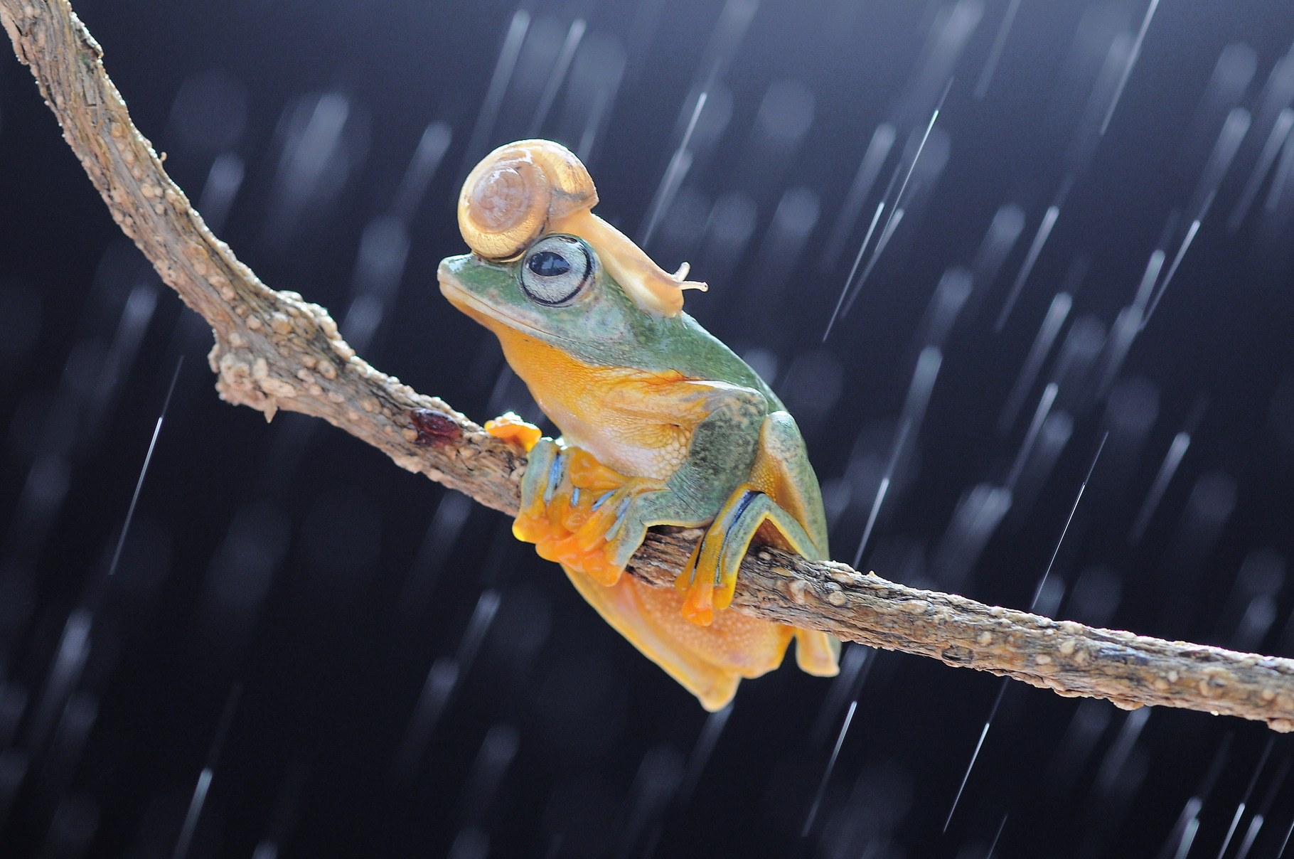 flying frog, frogs, tree frog,, a Photo by andri_priyadi