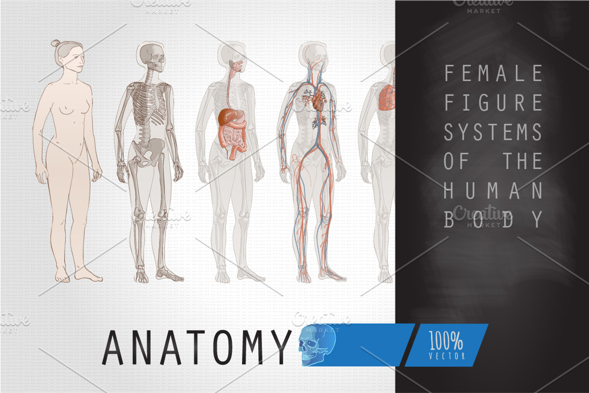 Systems Human Body Anatomy Female, a Healthcare Illustration by ...