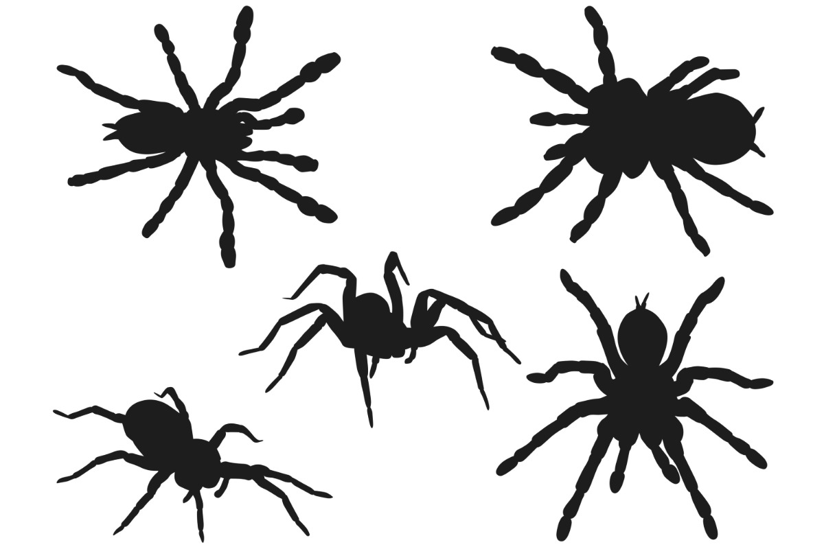 Spider Silhouettes Set 1 Procreate, a Brush Add-On by Disasterology Ink