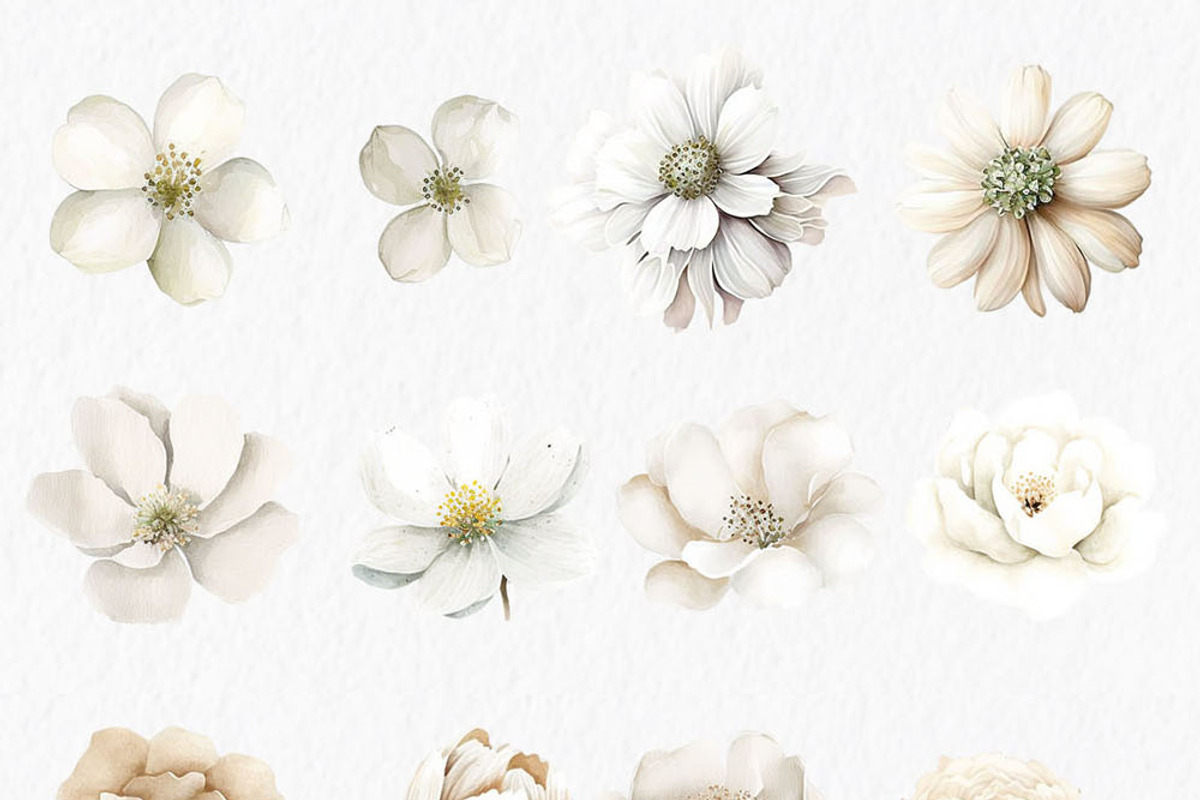 White flowers Watercolor Clipart PNG, an Object Graphic by MyLittleMeow