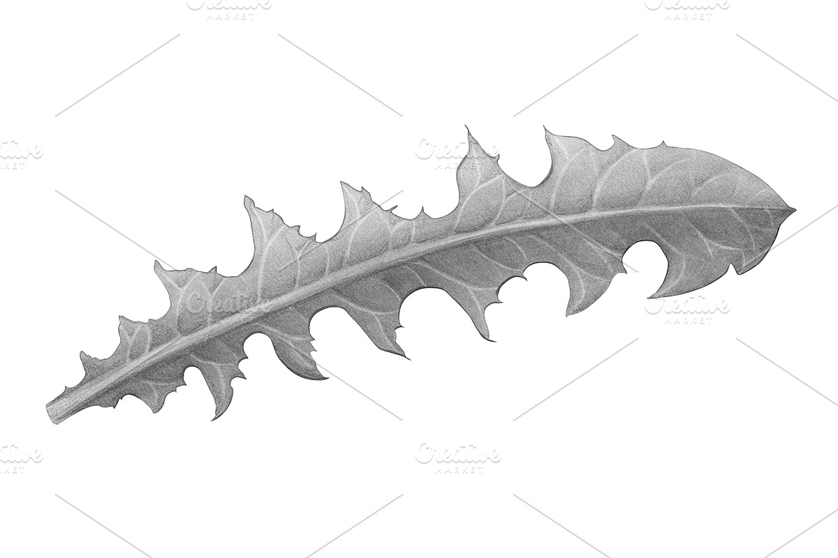 Dandelion Leaves Illustration, an Illustration by Anna Repp ...