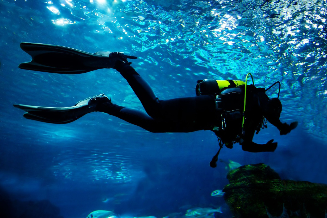 Diving in the ocean stock photo containing dive and diving, a Person ...