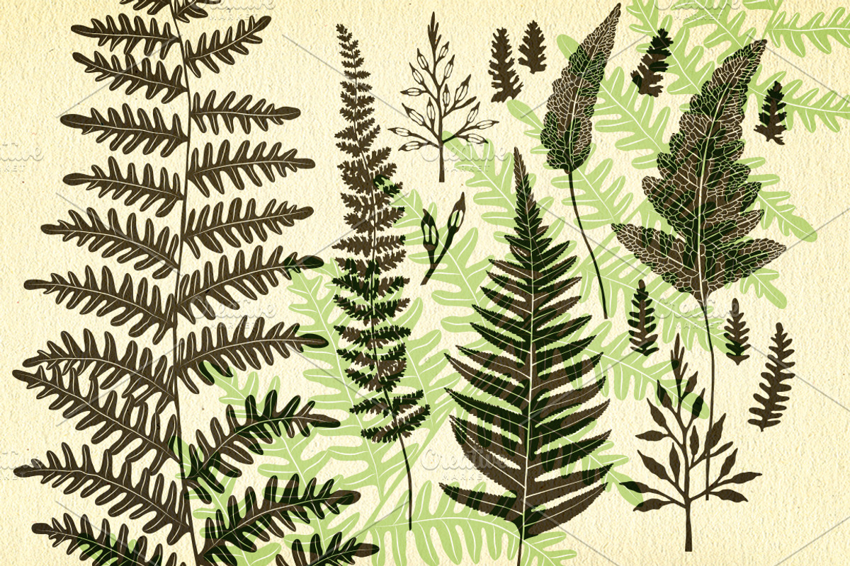 Ferns, botanical vector graphics, an Illustration by GrafikBoutique