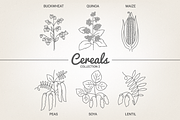 12 Cereals - illustration & patterns, a Food Illustration by miumiu