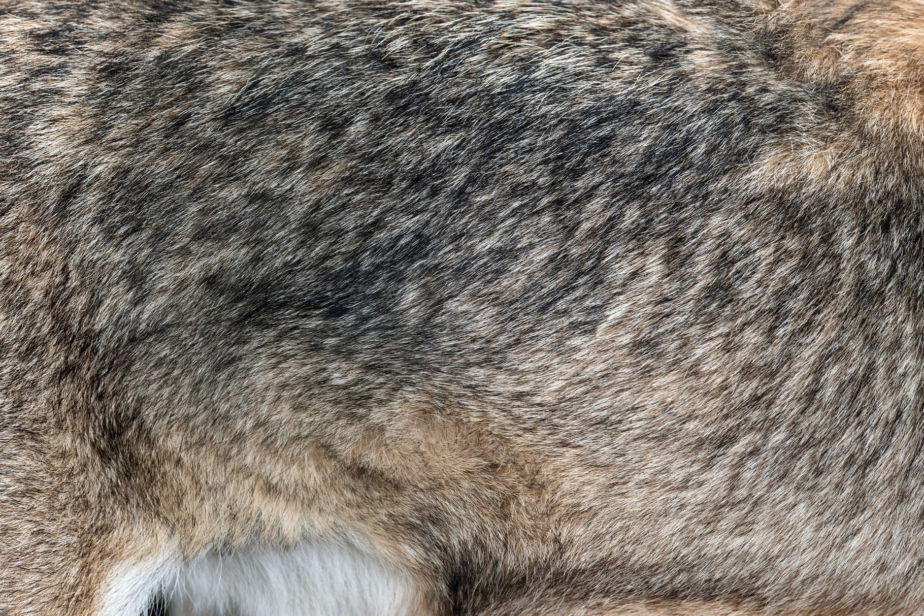 Closeup real wolf fur texture containing animal, wolf, and fur, an ...