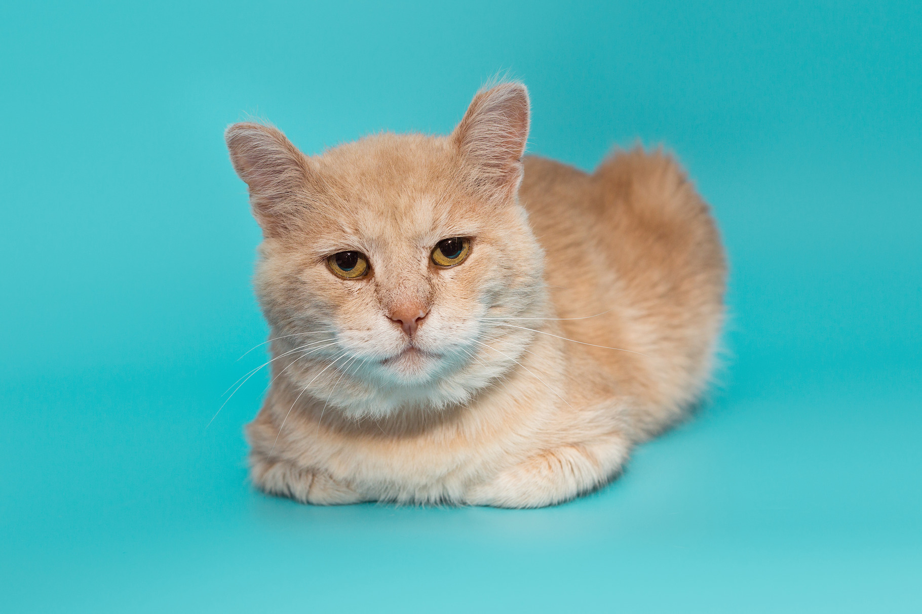 Big red cat lies and looks with serious eyes, an Animal Photo by Okssi68