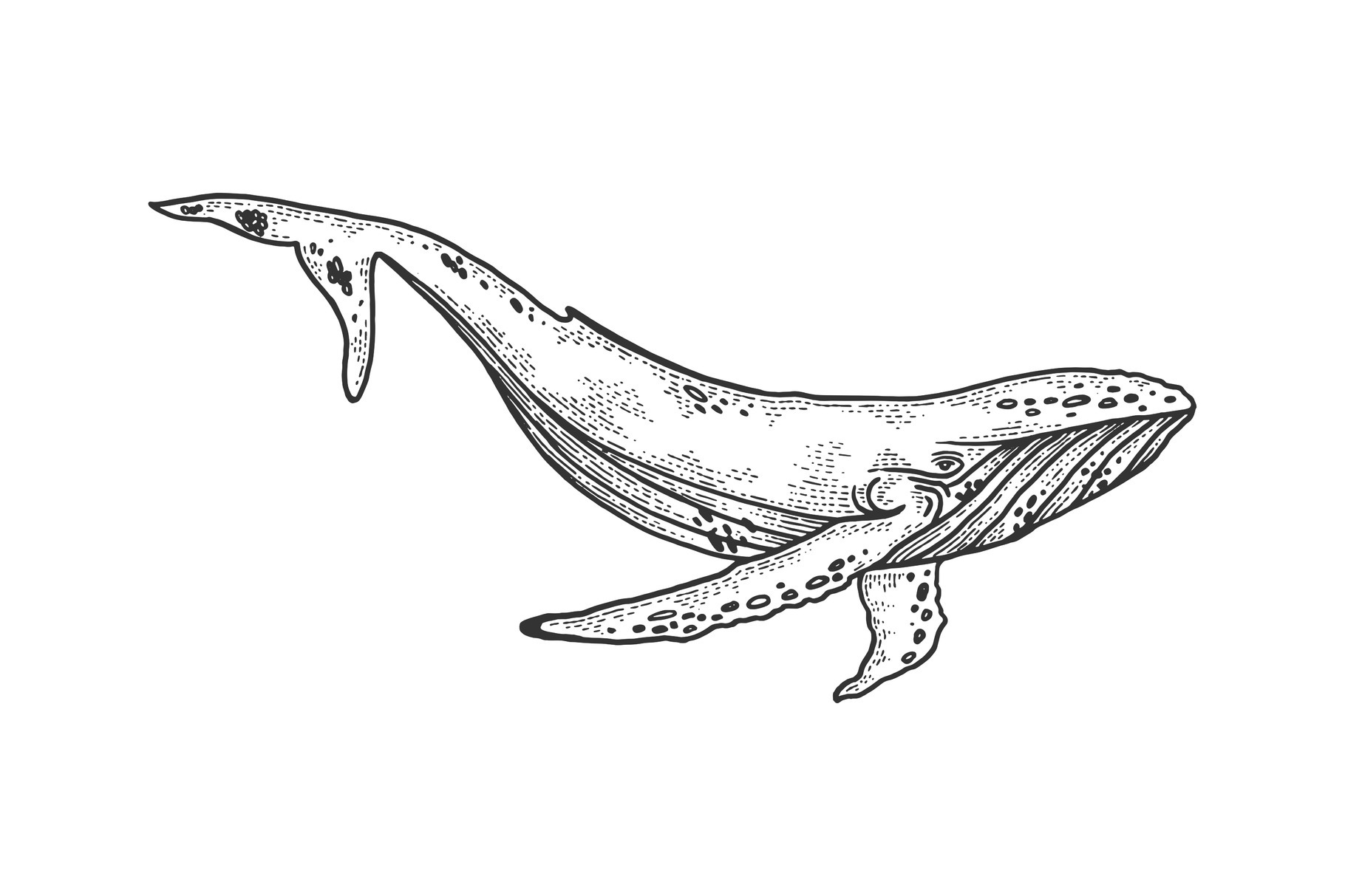 Whale sketch vector illustration, an Animal Illustration by AlexArt