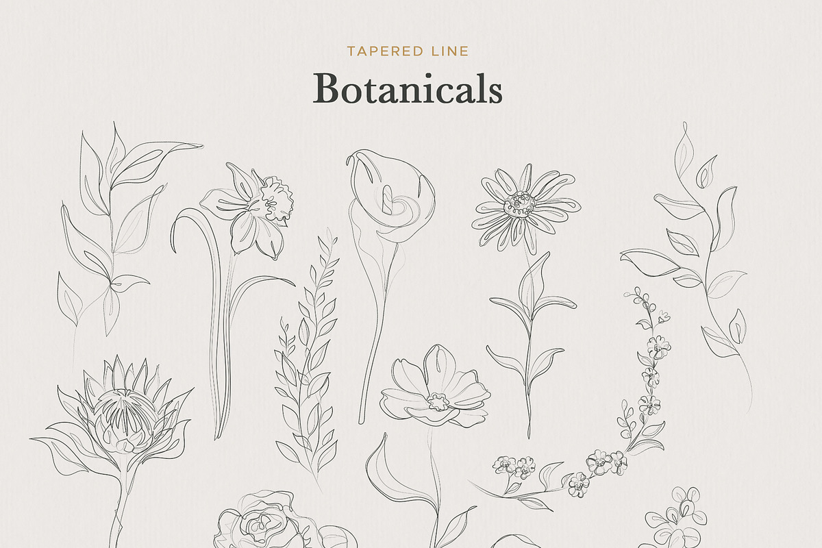 Minimalist Botanical Drawings, an Illustration by amber&ink