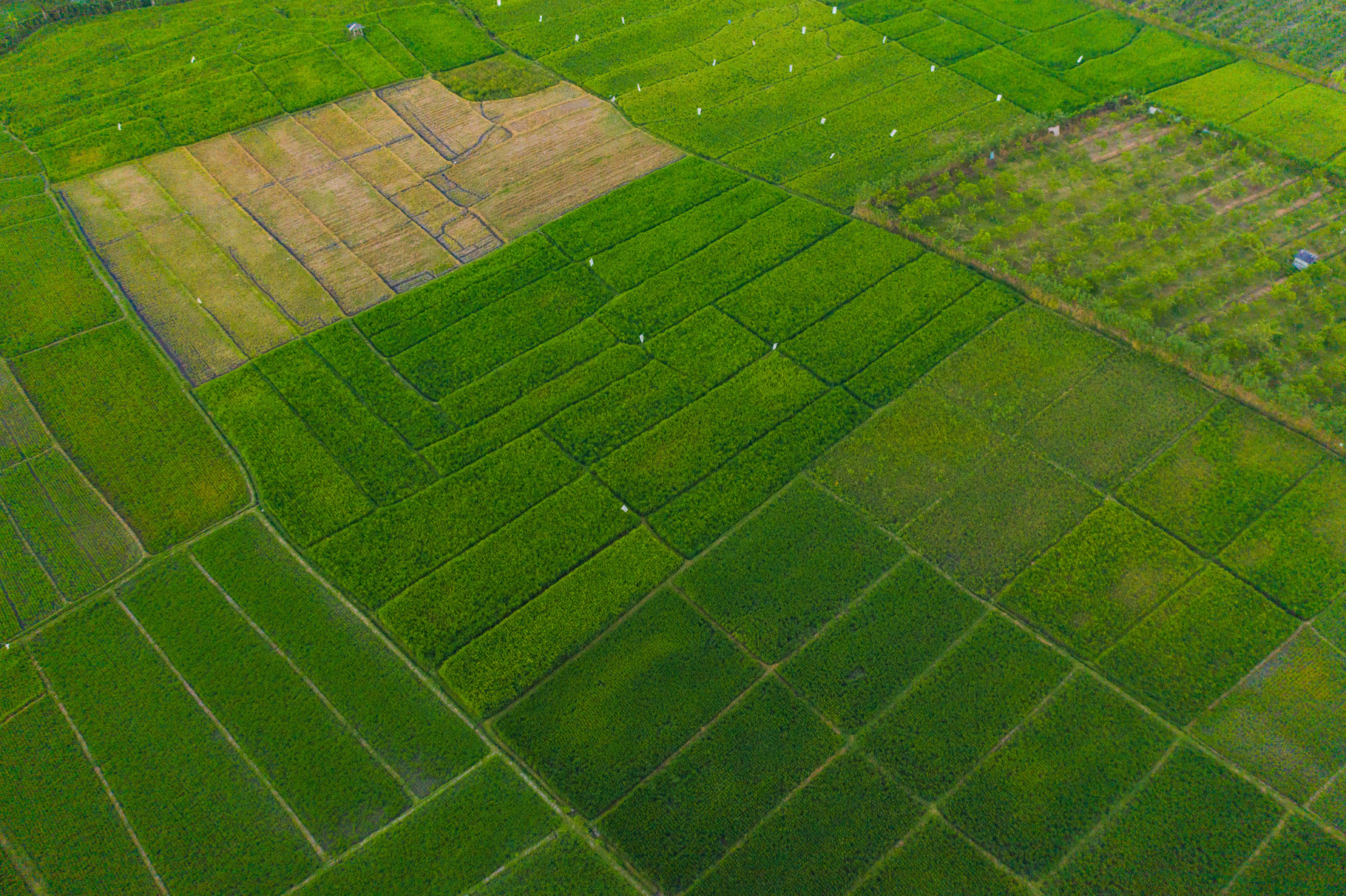 Aerial top view of paddy rice agric featuring landscape, texture, and ...