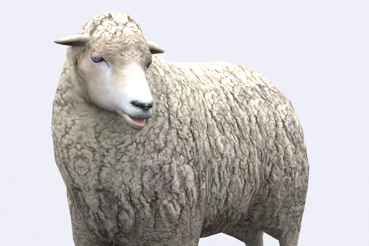 3DRT - Domestic animals - Sheep, an Animal 3D Model by 3DRT.com ...