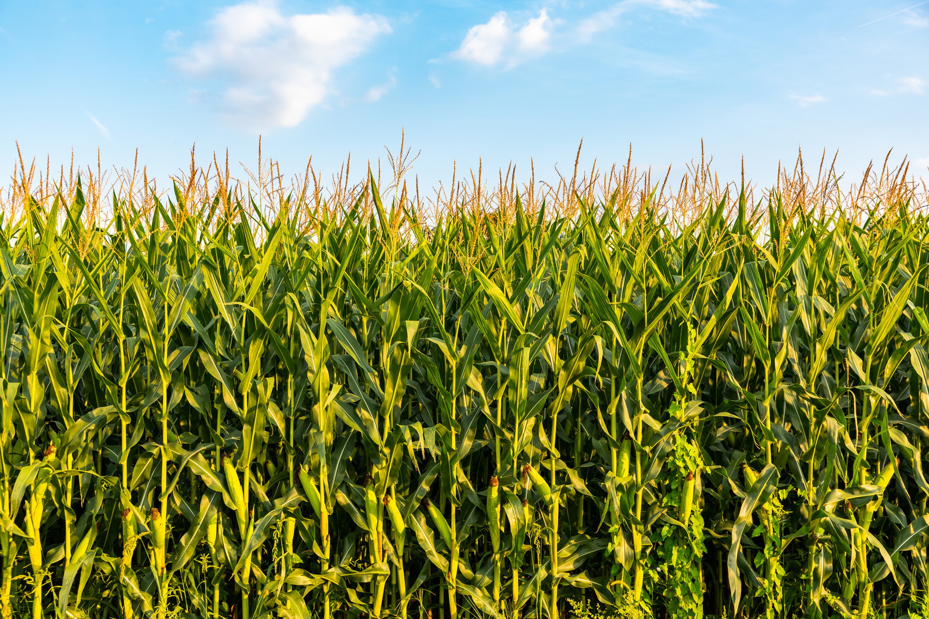 Corn maize field against blue sky featuring corn, growing, and nobody ...