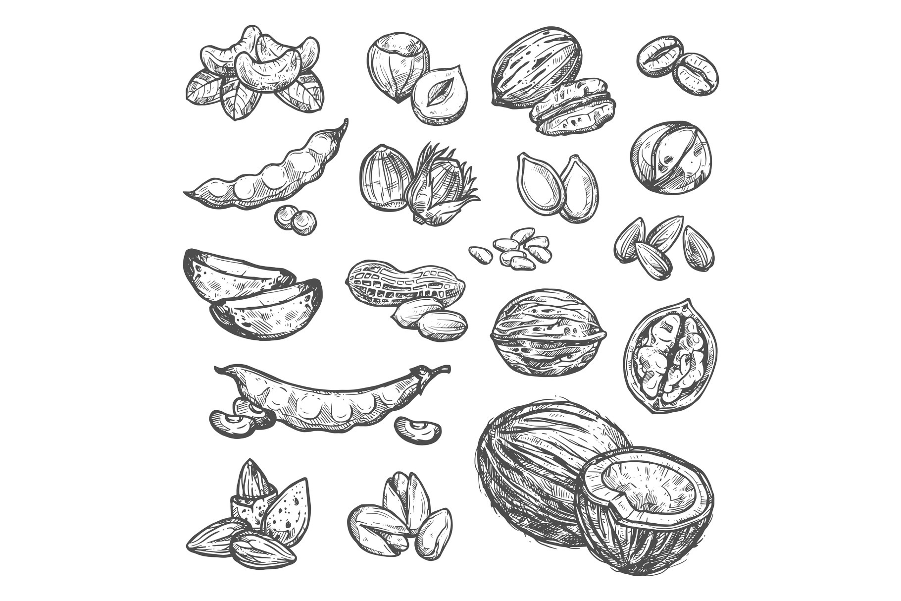 Nut, seed and bean sketch, a Food Illustration by Vector Tradition