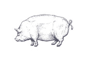 Pork, pig. Vintage retro print | Animal Illustrations ~ Creative Market