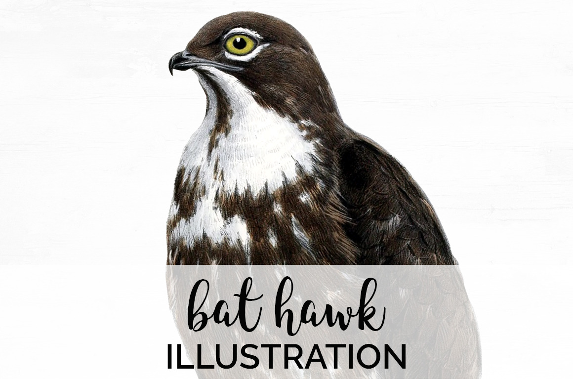 bat hawk, an Illustration by Enliven Designs | Creative Market