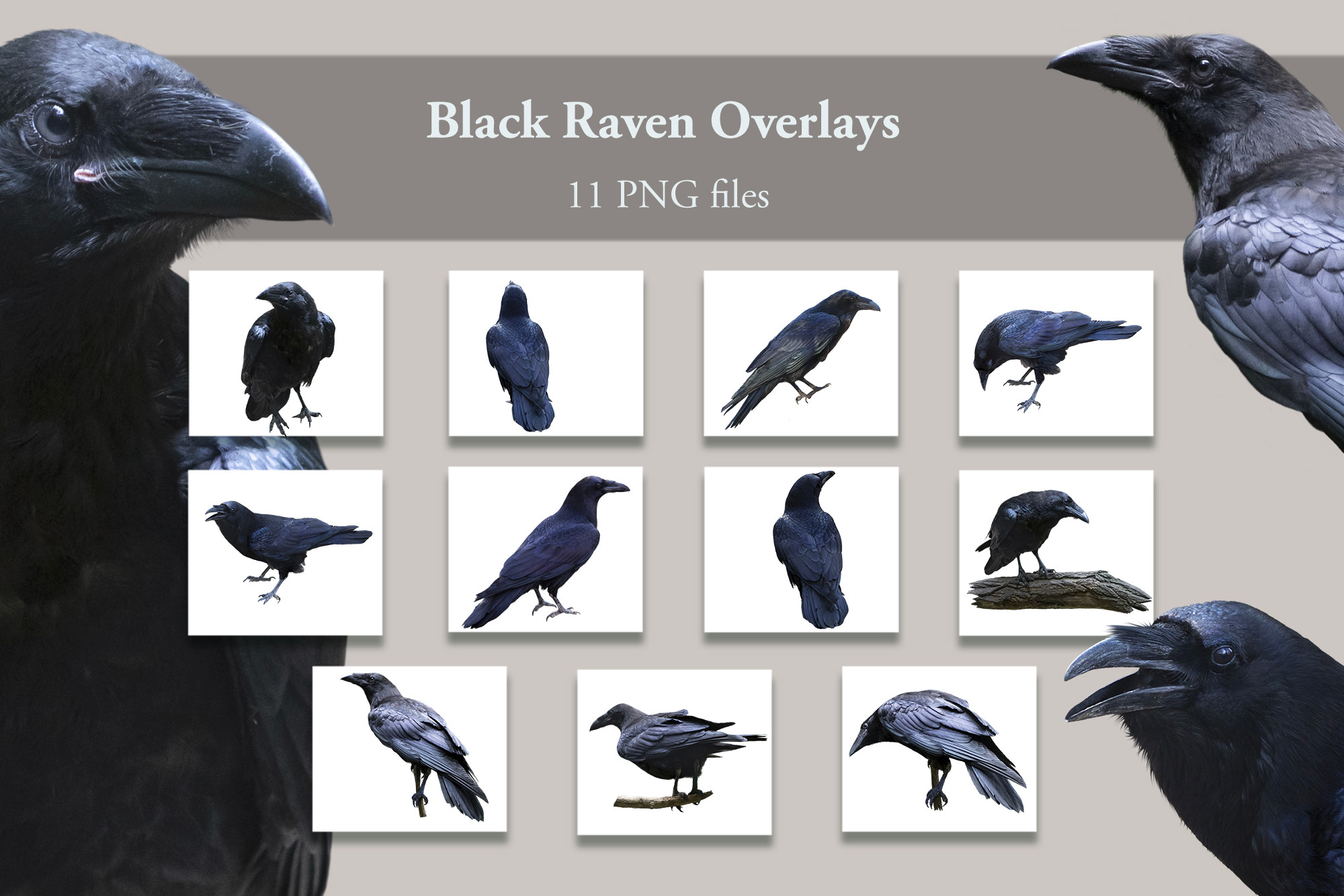 Black Raven. PNG Overlays, an Object Graphic by EleSArtDesign