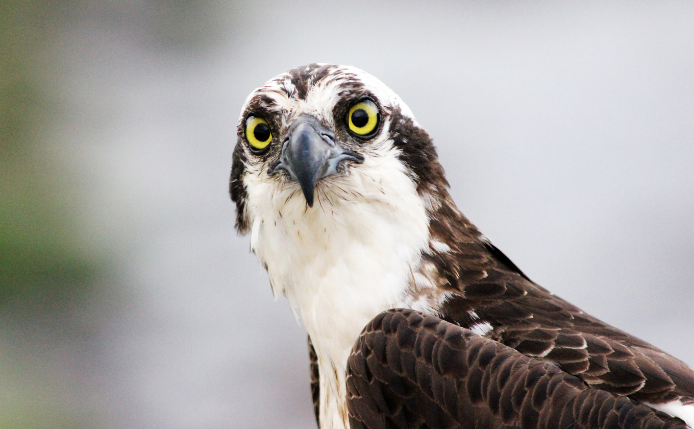 Osprey photo, birds of prey, nature, an Animal Photo by LifeThat ...