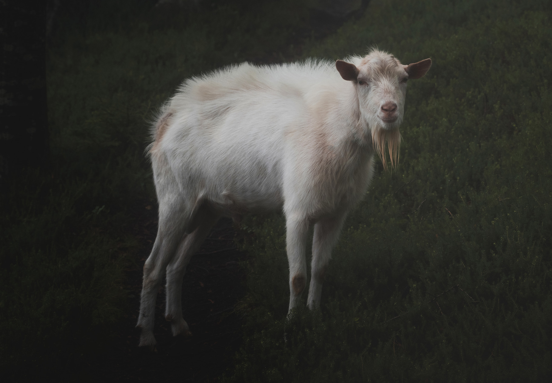 Goat in the dark and gloomy forest, an Animal Photo by Dreamy Pixel