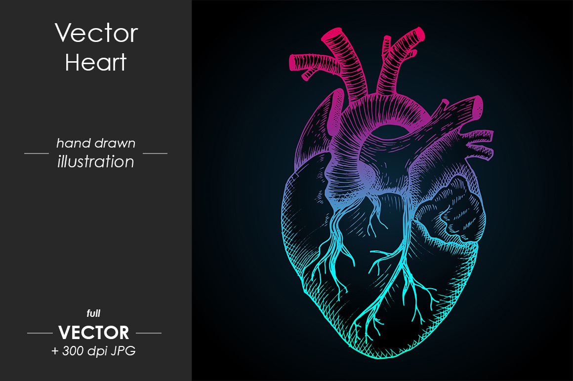 Abstract anatomical vector heart, an Illustration by OKart.studio ...