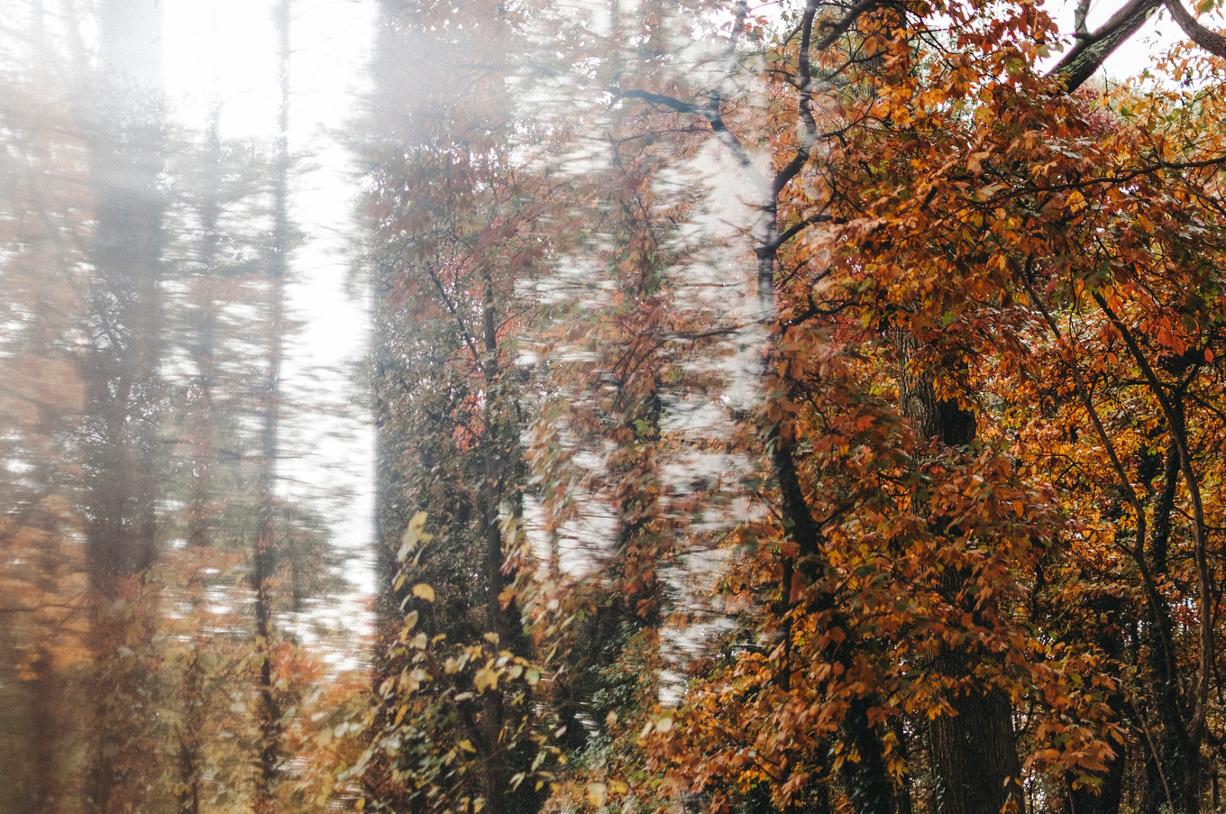 Abstract Autumn Trees, a Nature Photo by Melanie Helena
