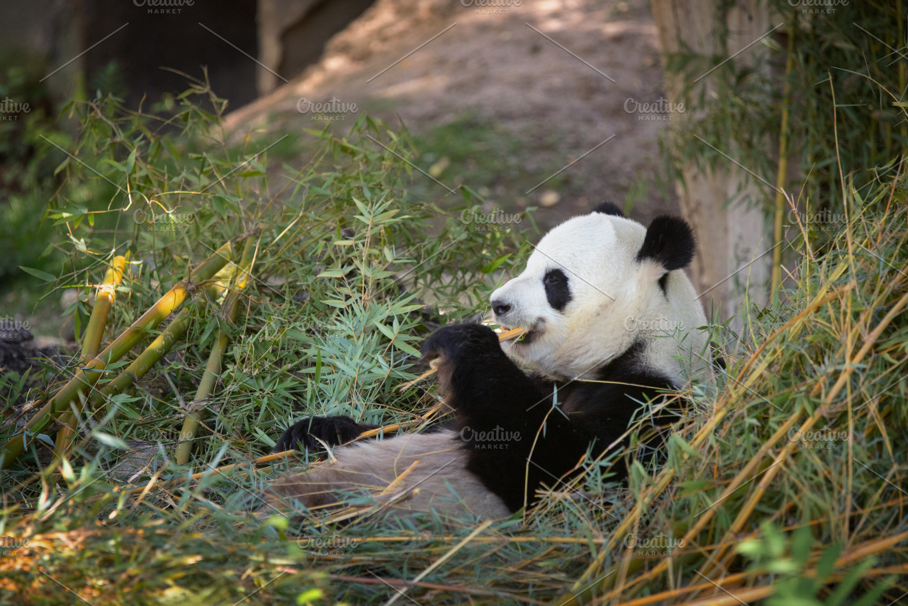 Giant Panda Eating Bamboo in its Nat, an Animal Photo by Perpis