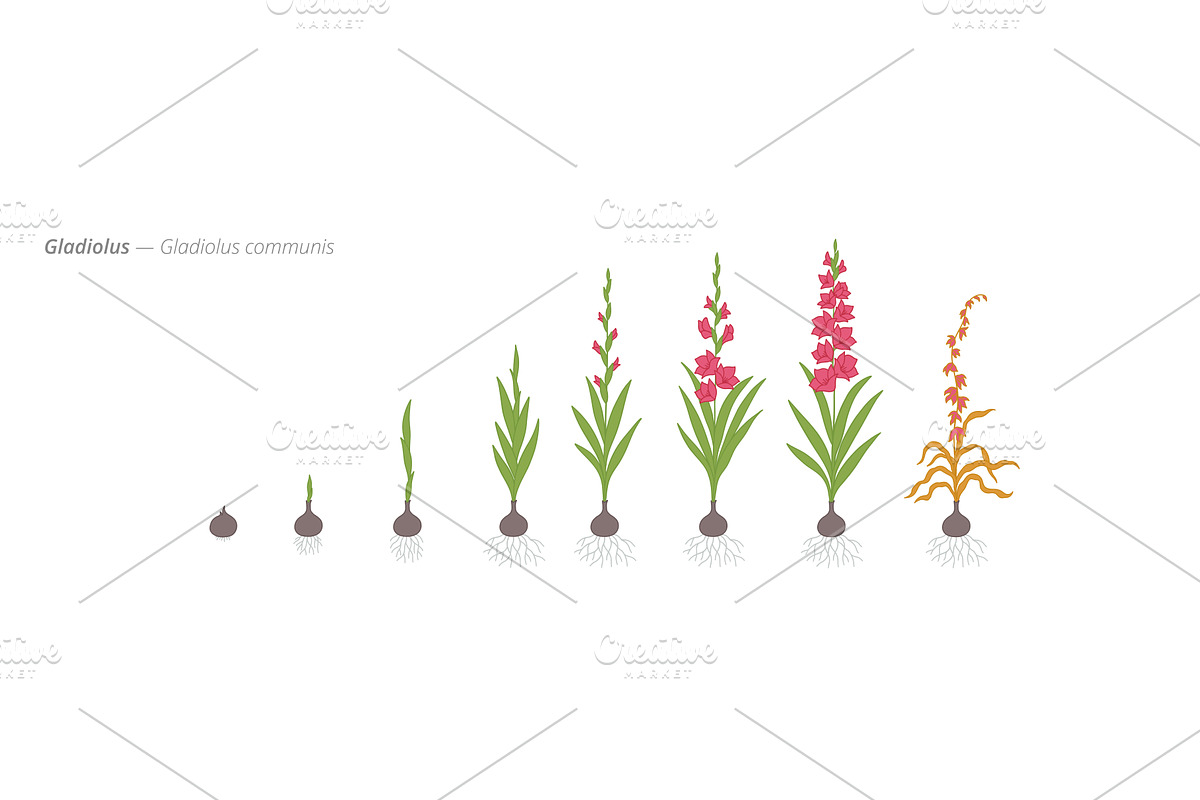 Growth stages of gladiolus, an Object Illustration by Ilia Design