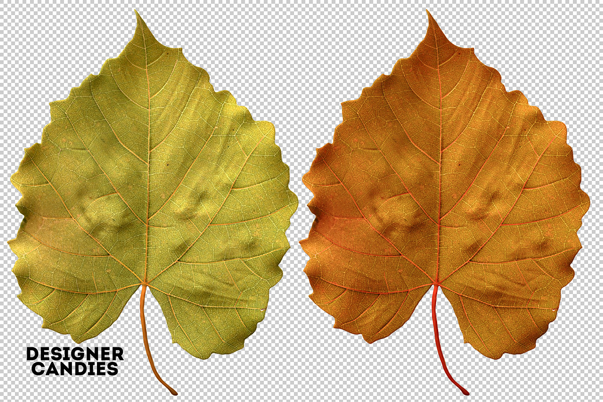 Autumn Leaves, an Object Graphic by DesignerCandies