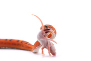 Scaleless corn snake isolated featuring aggression, albino, and animal ...