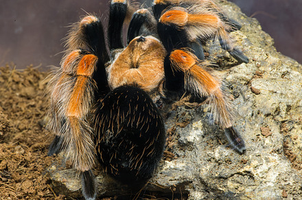 Tarantula spider featuring tarantula, macro, and spider | Animal Stock ...