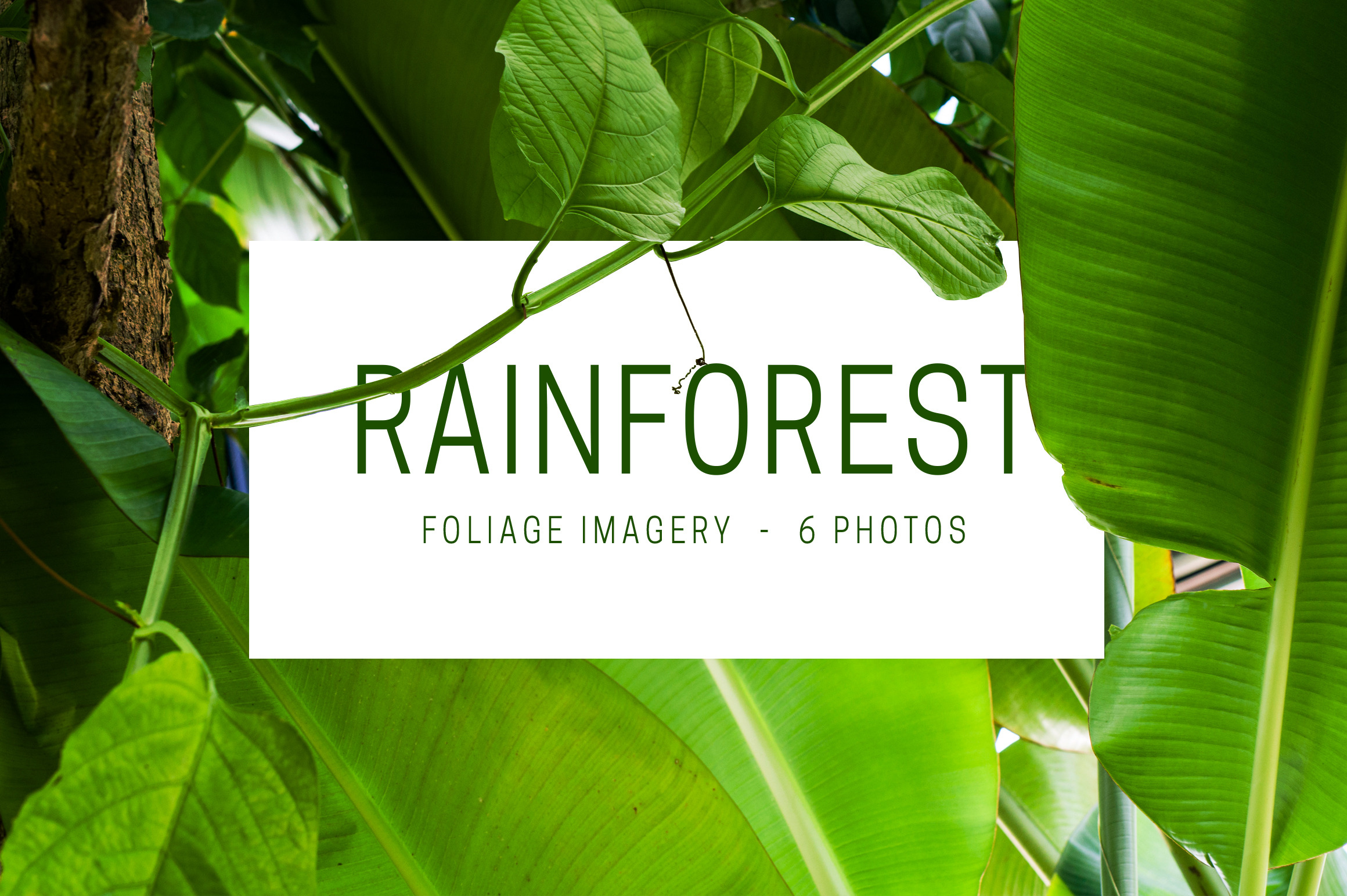 Rainforest Image Bundle, a Nature Photo by Lum3n