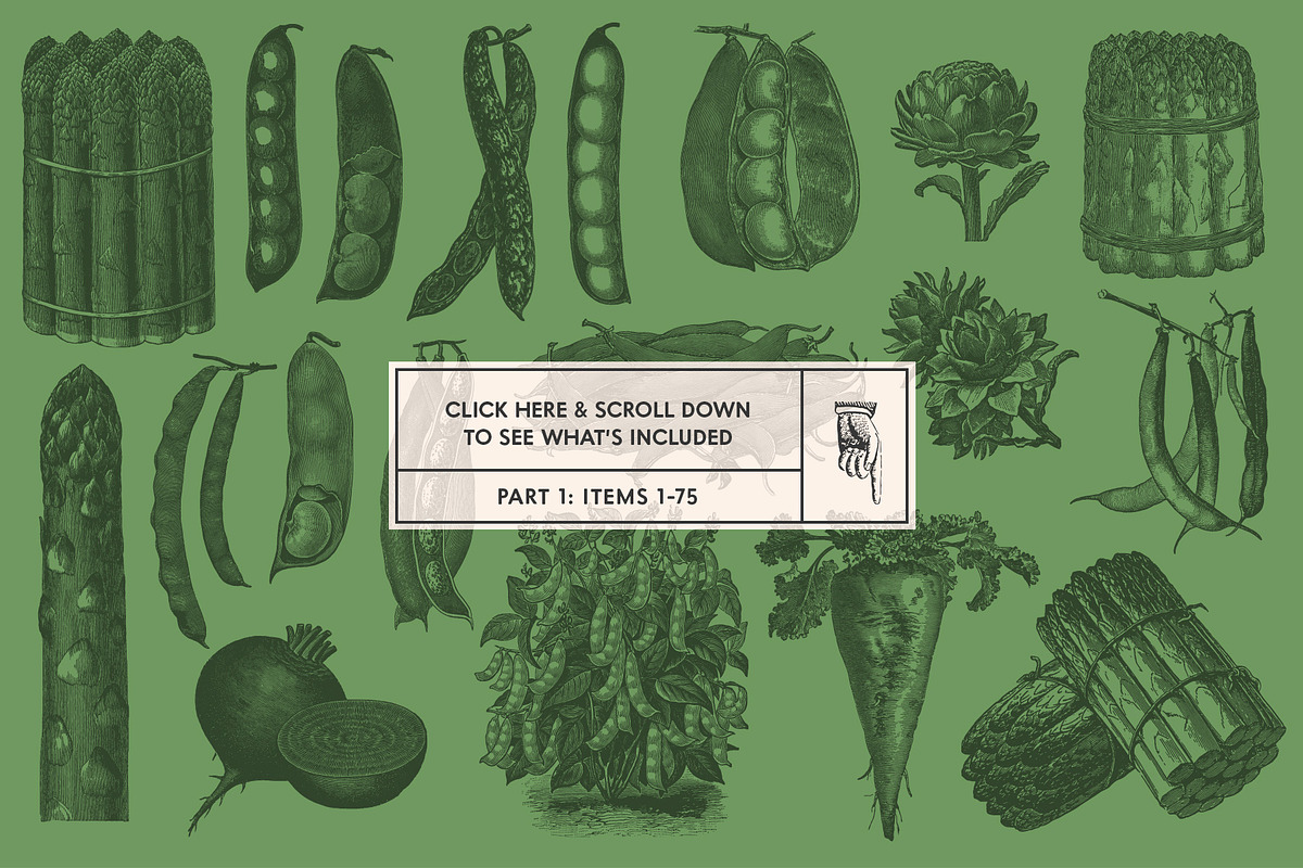 220 Vintage Vegetable Illustrations, a Food Illustration by Graphic Goods